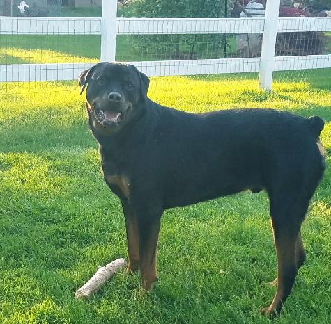 AKC German Rottweilers of Ken's Kennel, Breeding working, security, and ...
